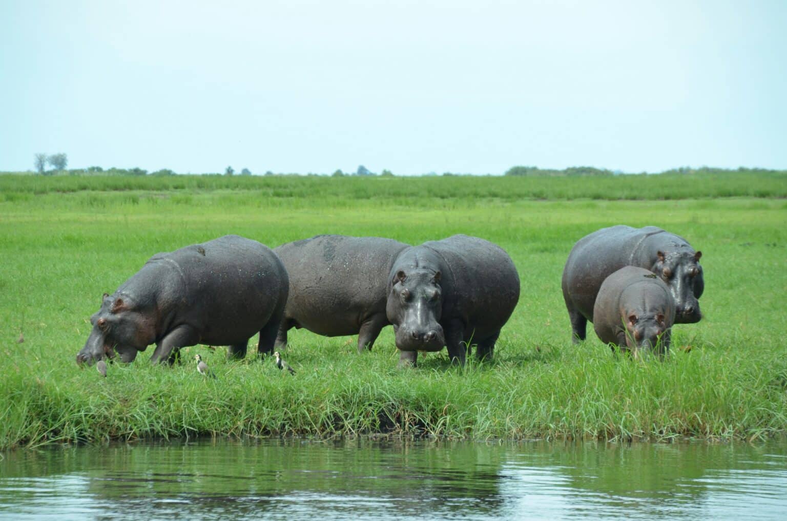 No, Hippos Really Can’t Swim – But Can They Fly? - Sharing My Fever For ...