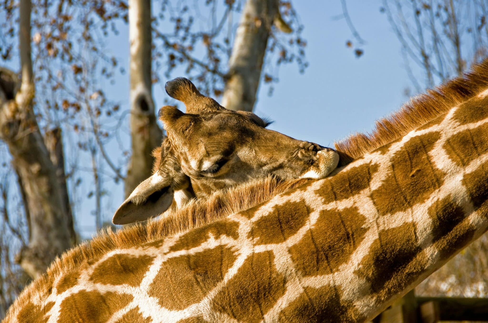 Why Do Giraffes Chew on Bones – Do They Even Eat Meat? - Sharing My ...