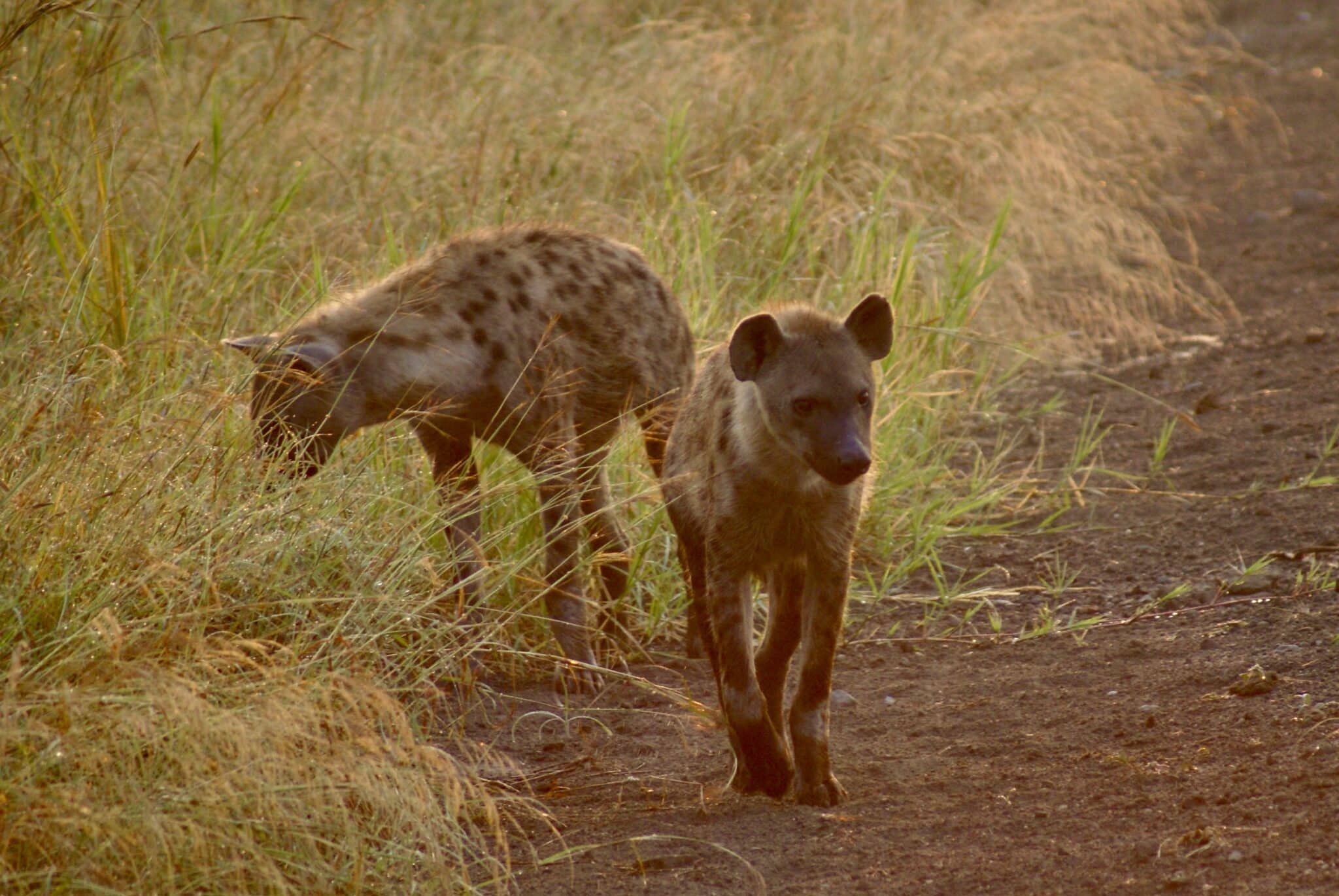 Spotted Hyenas: Africa’s Misunderstood Matriarchs - Sharing My Fever ...
