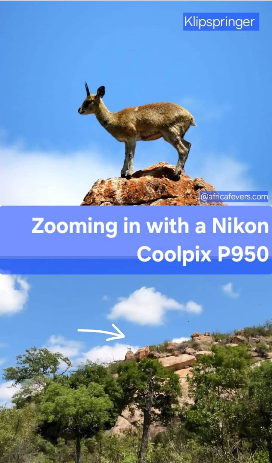 Best Beginner Camera for Wildlife Photography: My Nikon COOLPIX P950 ...