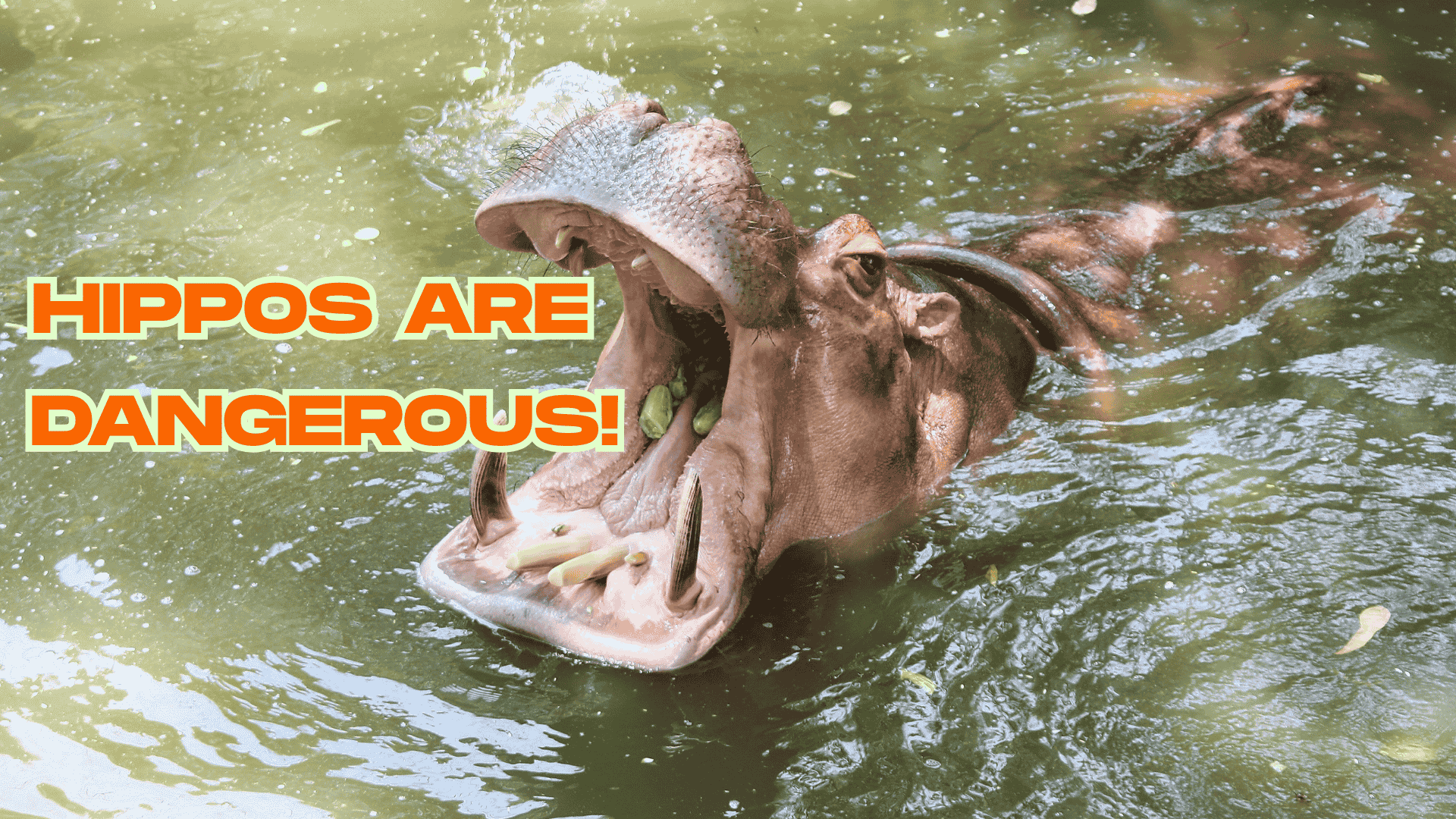 No, Hippos Really Can’t Swim – But Can They Fly? - Sharing My Fever For Africa