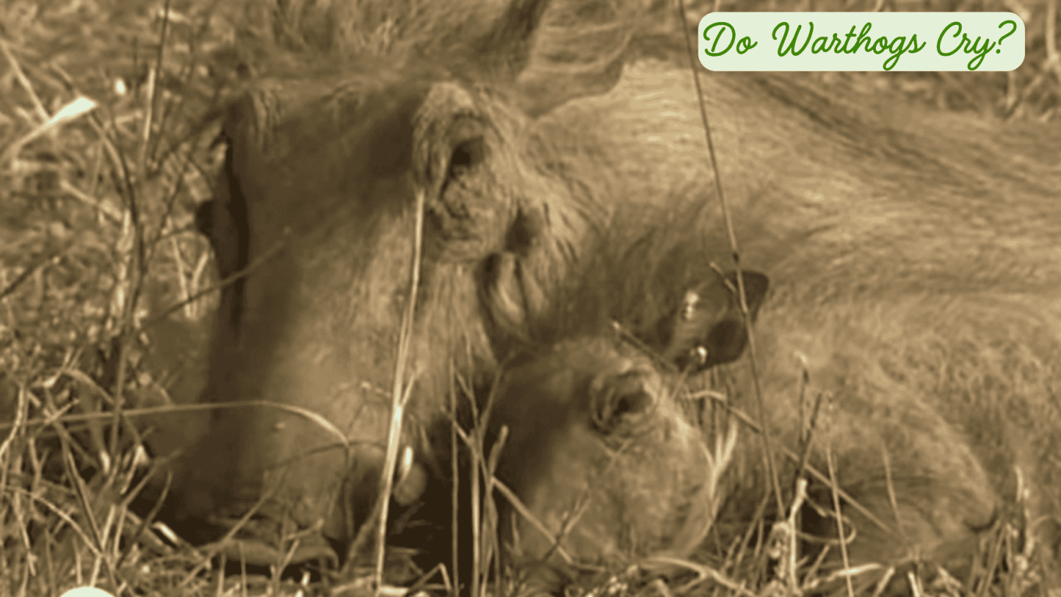 Why Warthogs Always Enter Their Burrows Backward — The Clever Strategy ...