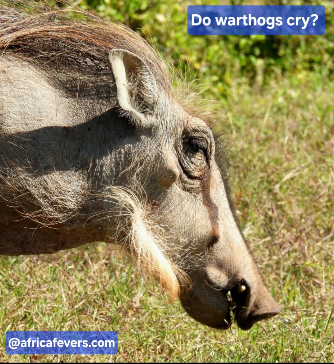 Do Warthogs Cry? The Truth Behind Those “Tears” - Sharing My Fever For ...